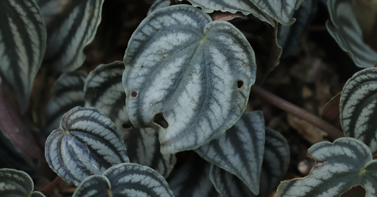 15 Best Calathea Types | List Of Stunning Calathea Varieties - Dwellingidea