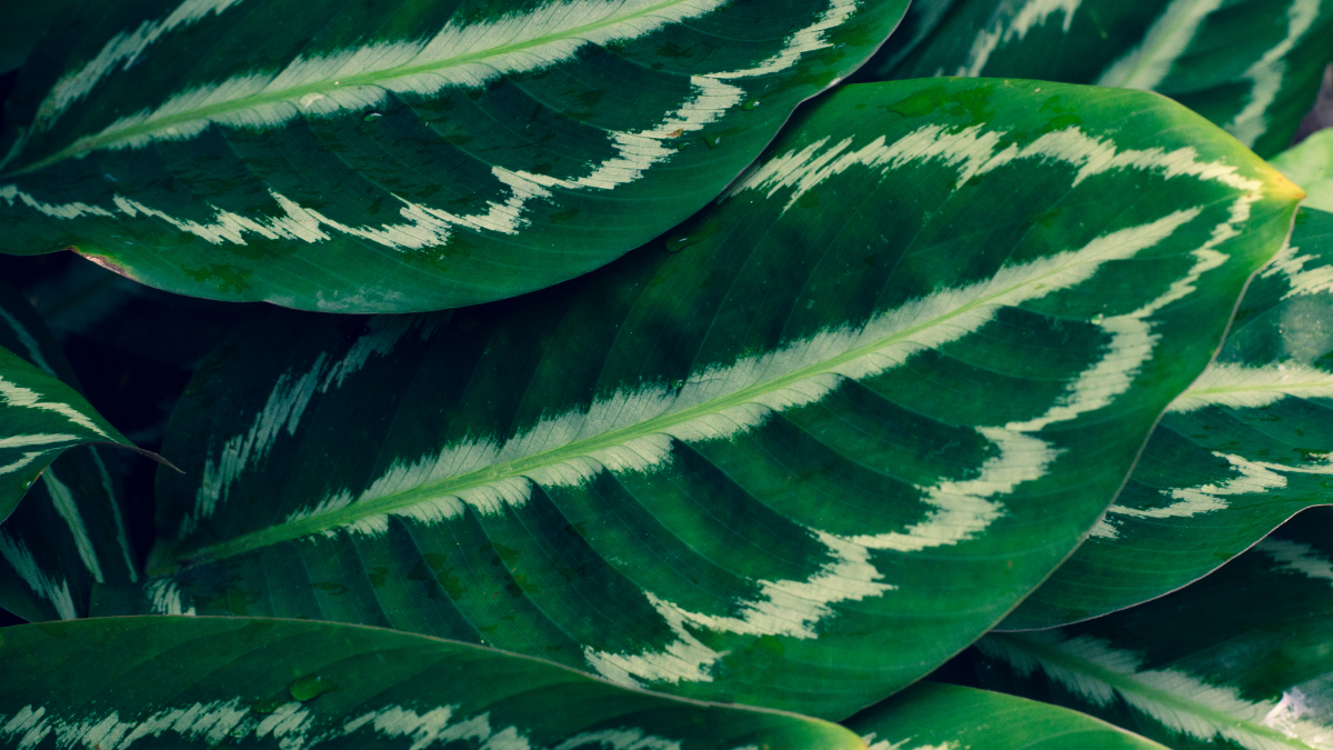 15 Best Calathea Types | List Of Stunning Calathea Varieties - Dwellingidea