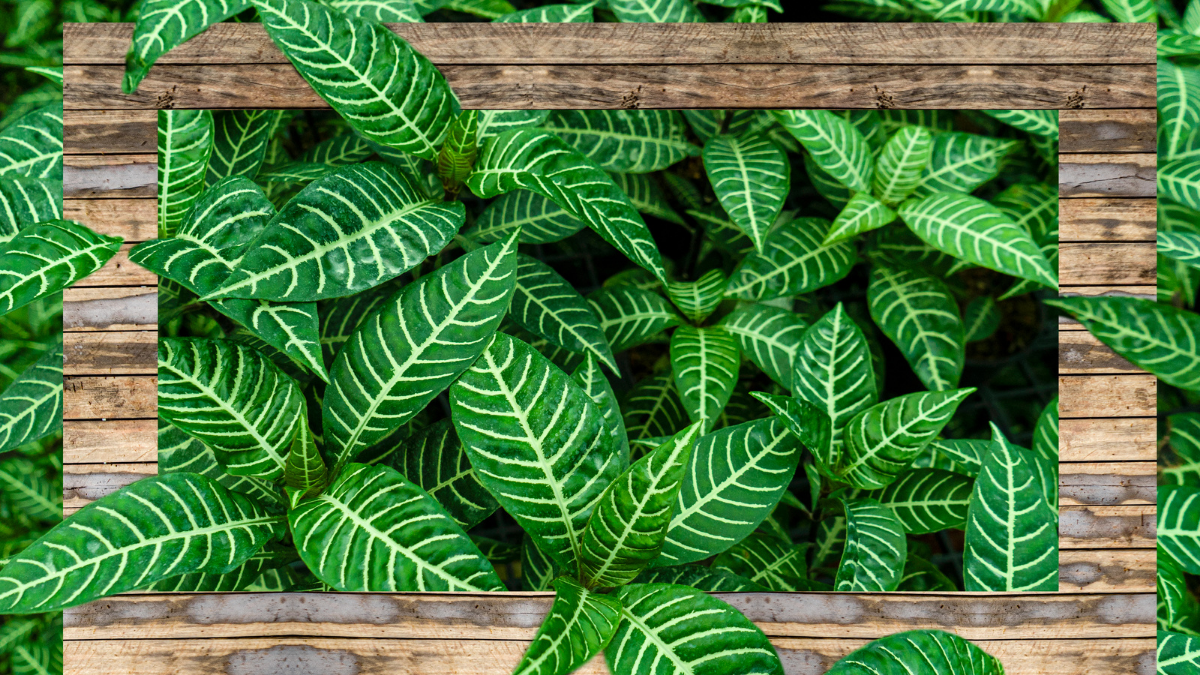 15 Best Calathea Types | List Of Stunning Calathea Varieties - Dwellingidea